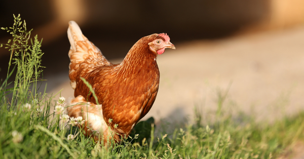 6 questions sur les poules, nos copines écolos | écoconso 6 questions sur les poules, nos copines écolos | écoconso